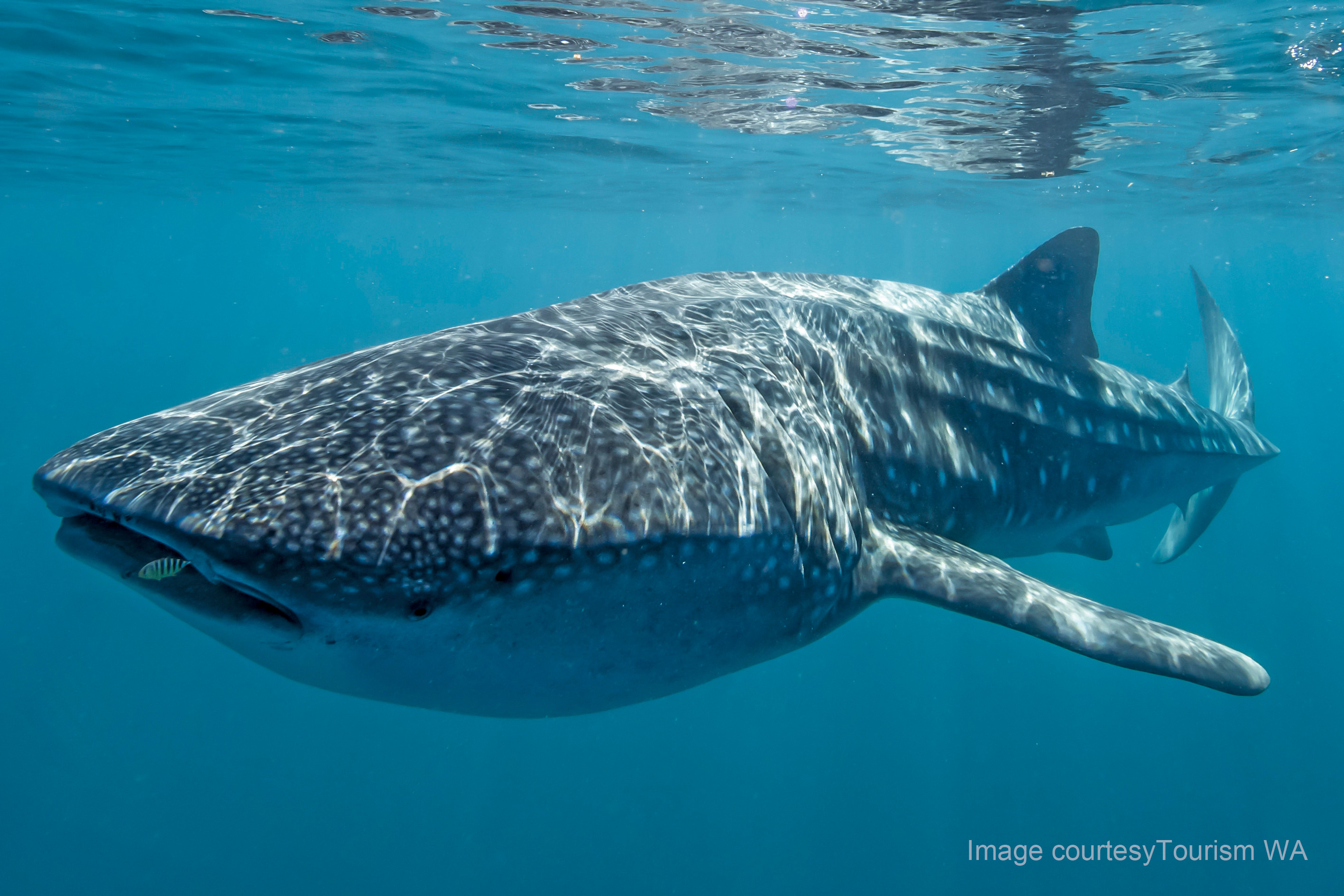 LANDSCOPE Magazine | Department of Biodiversity, Conservation and ...