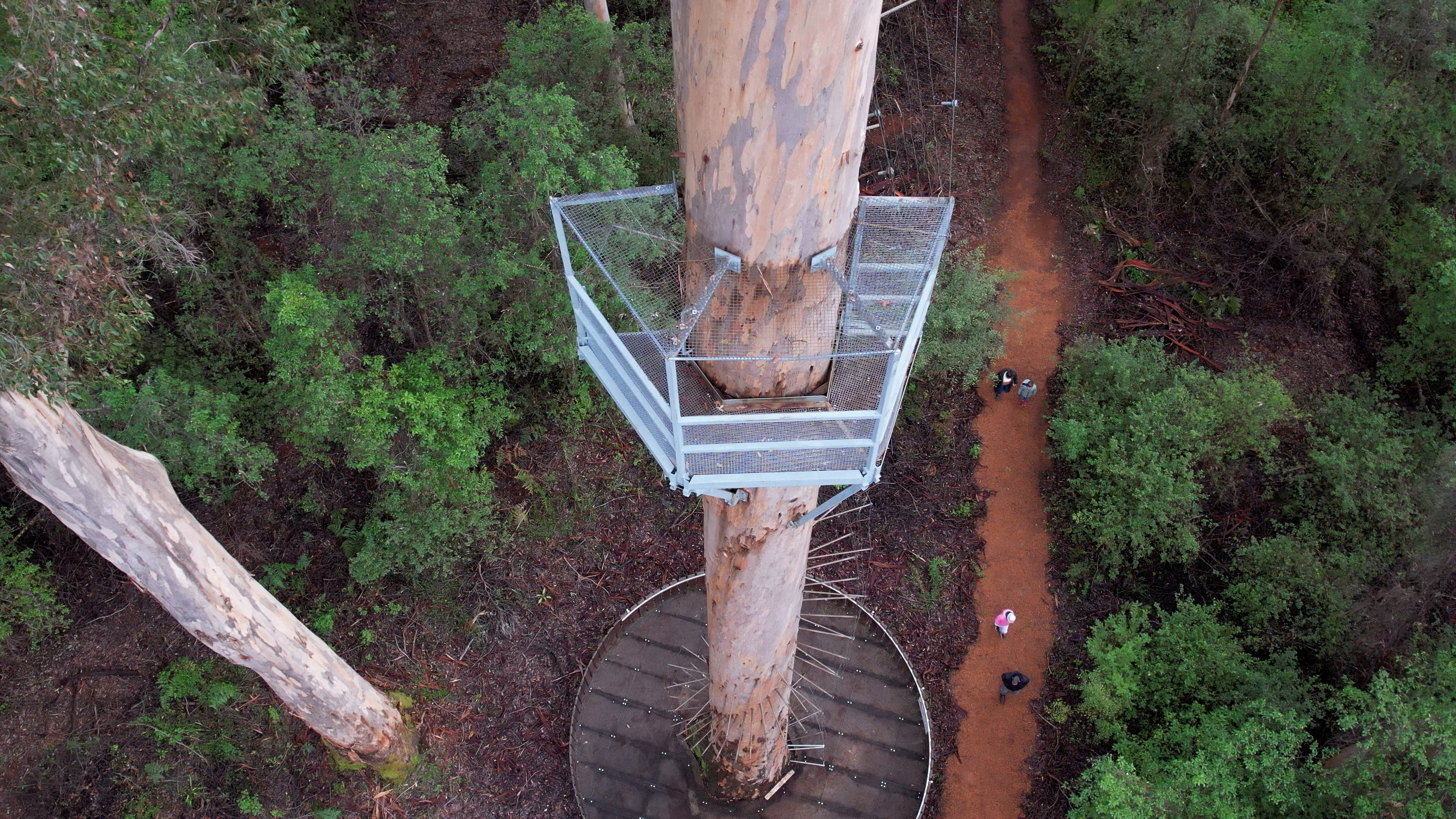 Government funding rejuvenates iconic Pemberton tree for climbers ...