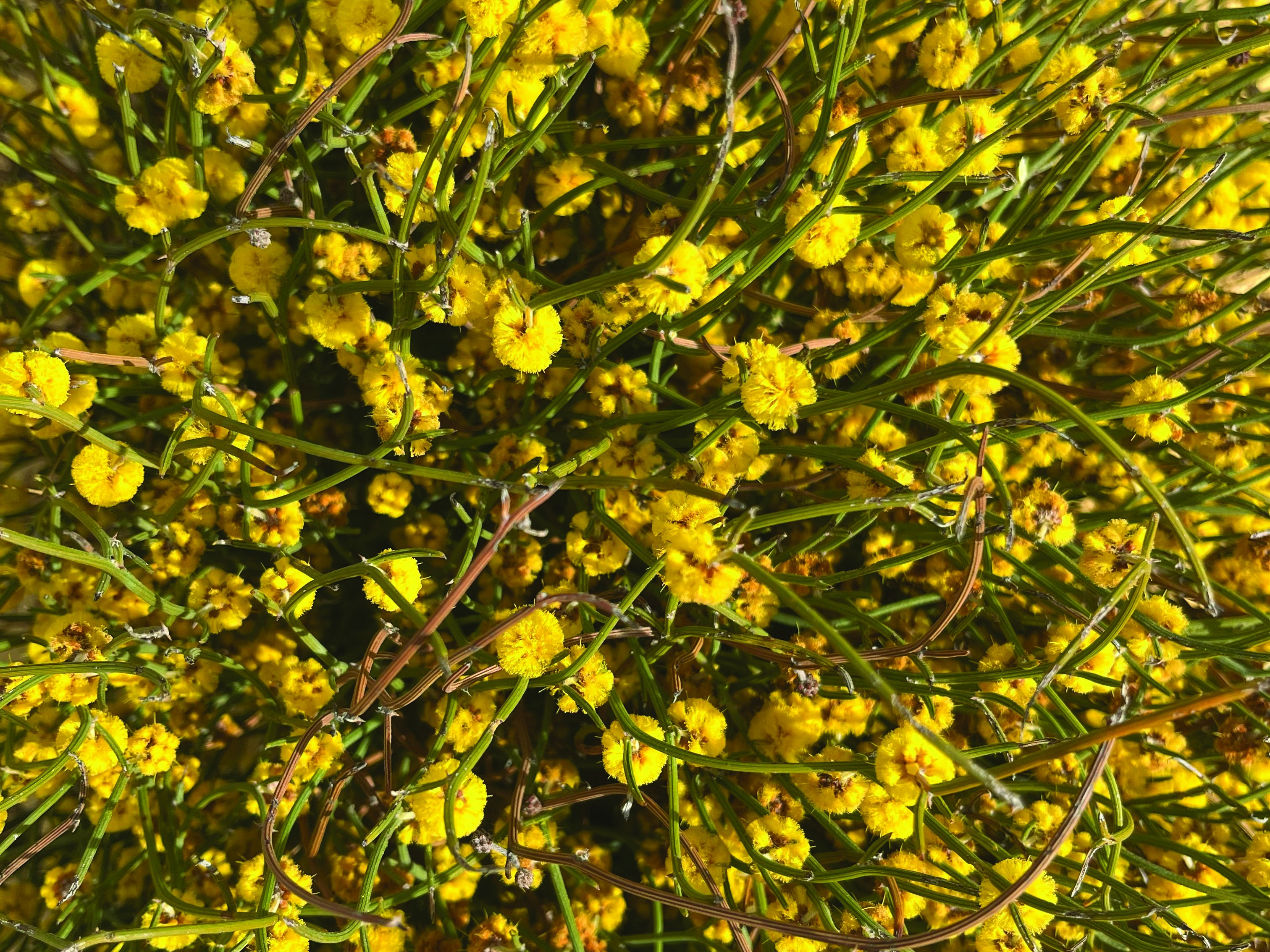 Oh what a tangled wattle we weave | Department of Biodiversity ...