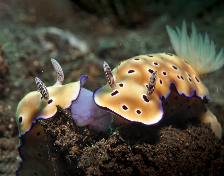 LANDSCOPE Winter 2024 | Department of Biodiversity, Conservation and ...