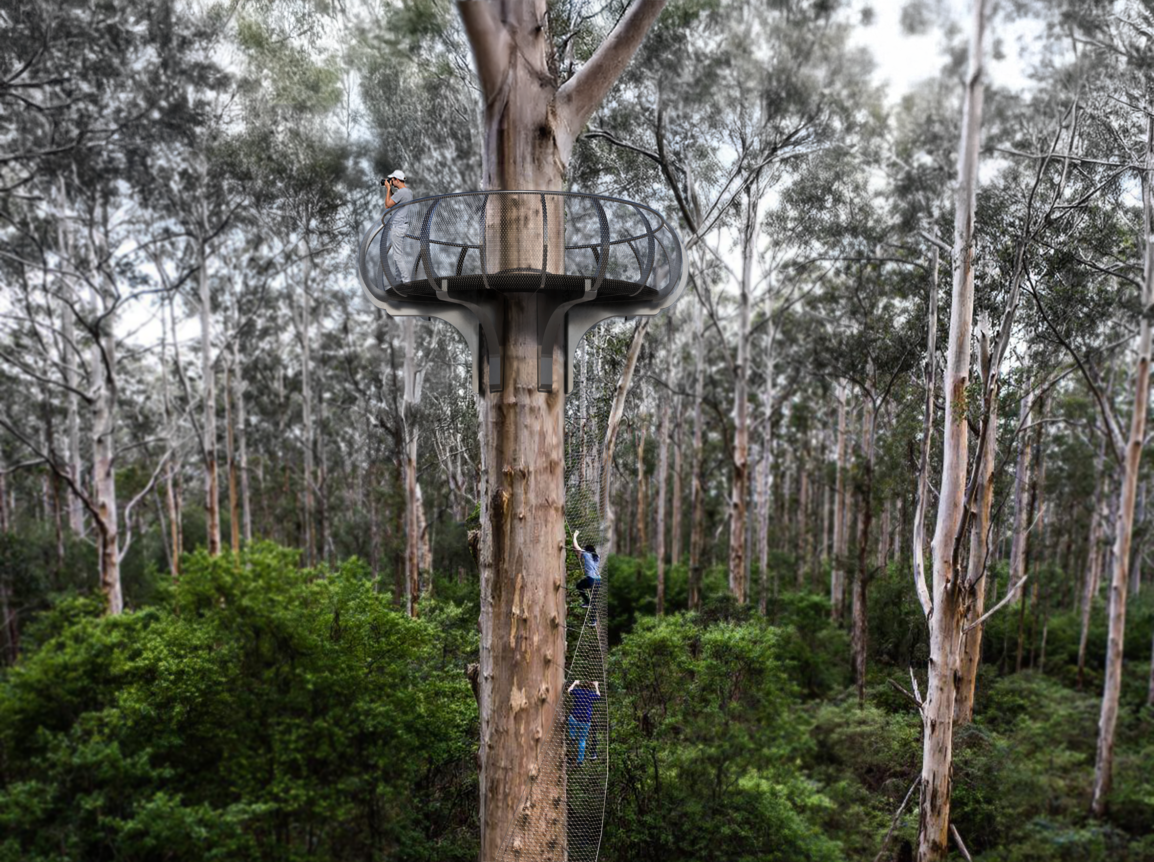 South West Climbing Trees Project | Department of Biodiversity ...