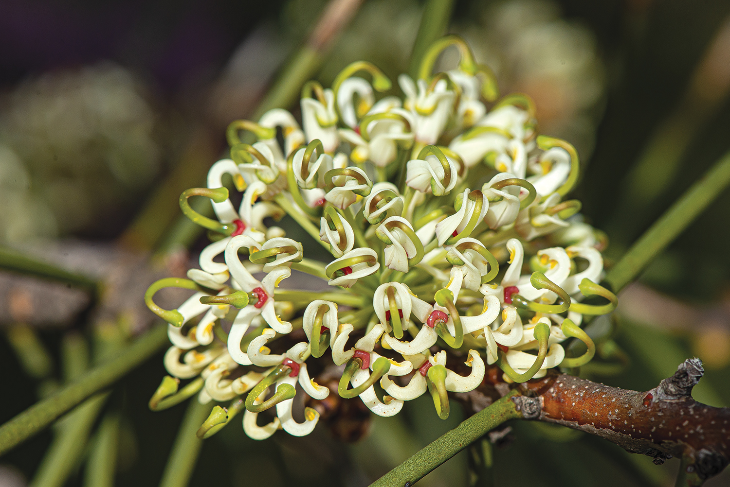 LANDSCOPE Winter 2025 | Department of Biodiversity, Conservation and ...