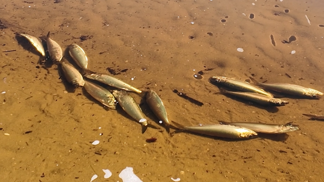 Fish kill in the lower Swan River | Department of Biodiversity ...