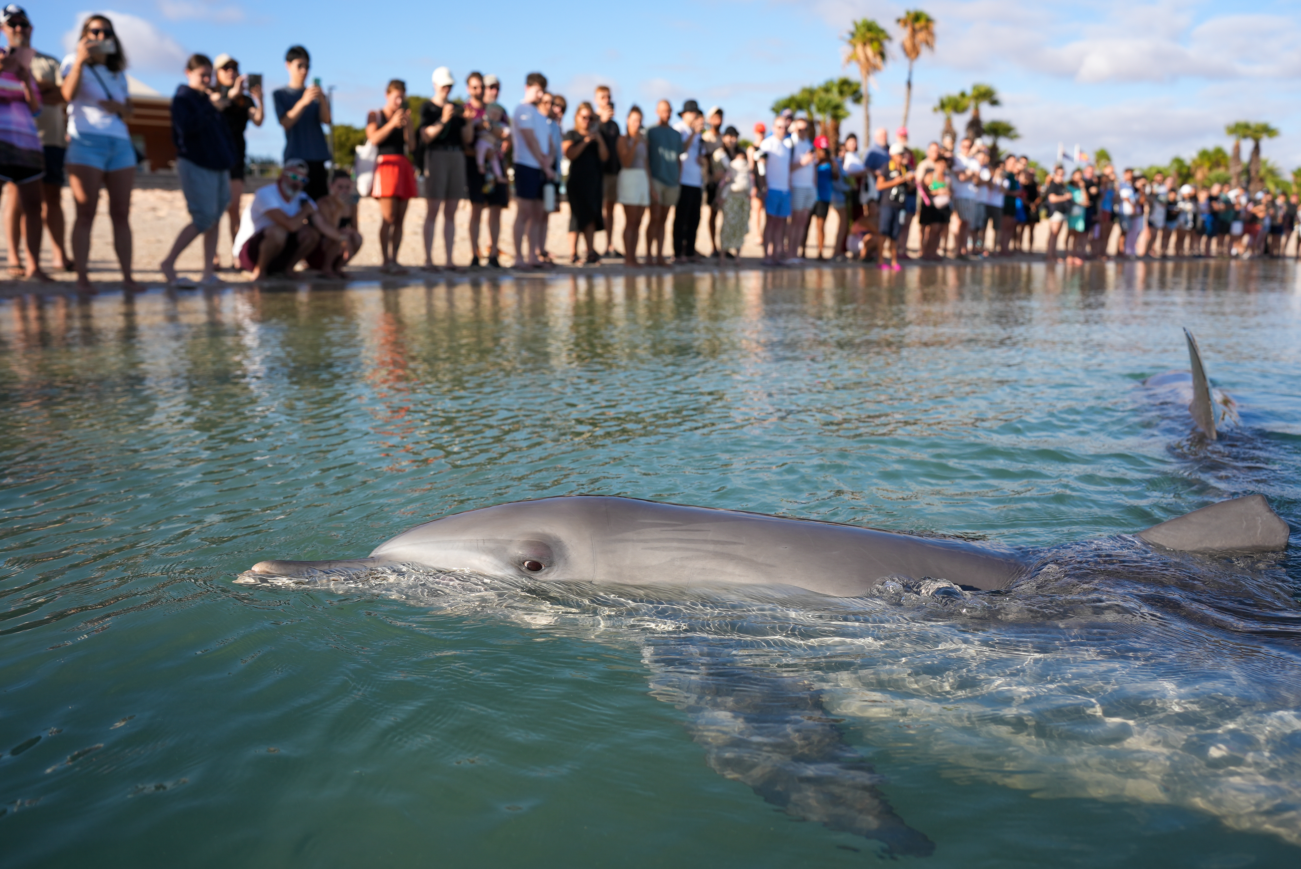 Monkey Mia dolphins | Department of Biodiversity, Conservation and ...