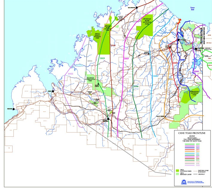 Cane toads | Department of Biodiversity, Conservation and Attractions