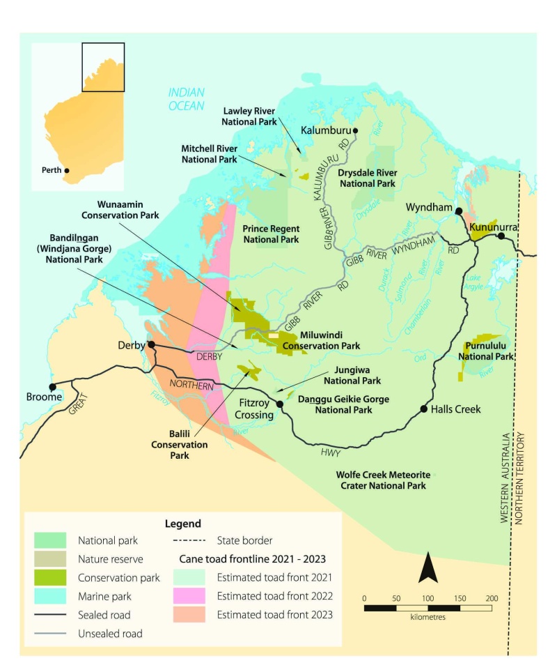 Cane toad management | Department of Biodiversity, Conservation and ...