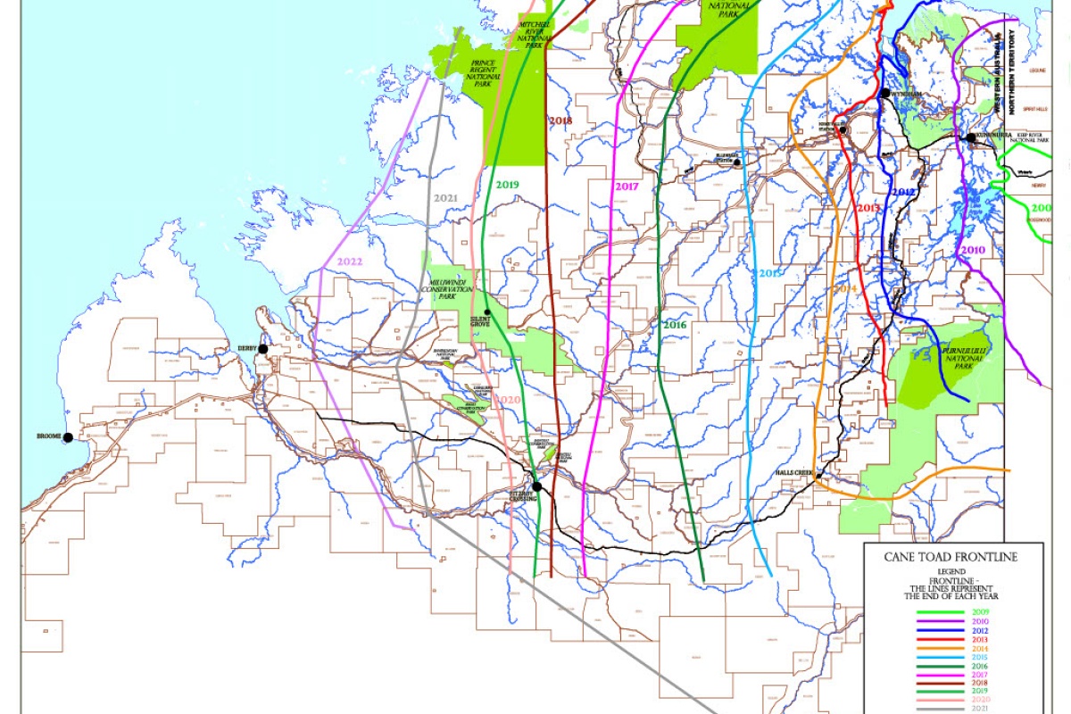 Cane toads | Department of Biodiversity, Conservation and Attractions